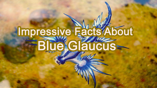 Impressive Facts About Blue Glaucus