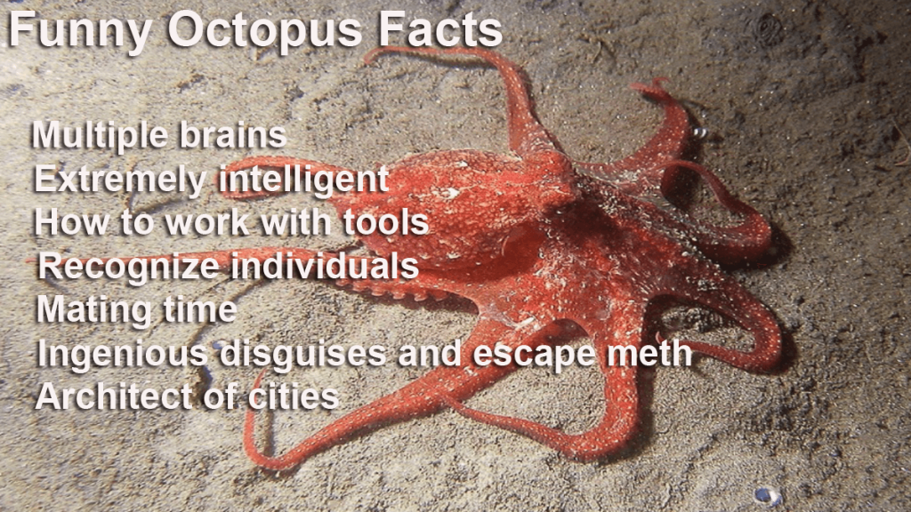 How Many Brains Does An Octopus Have - Funny Octopus Facts