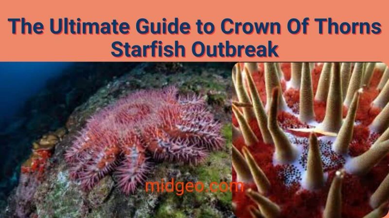 The Ultimate Guide To Crown Of Thorns Starfish Outbreak