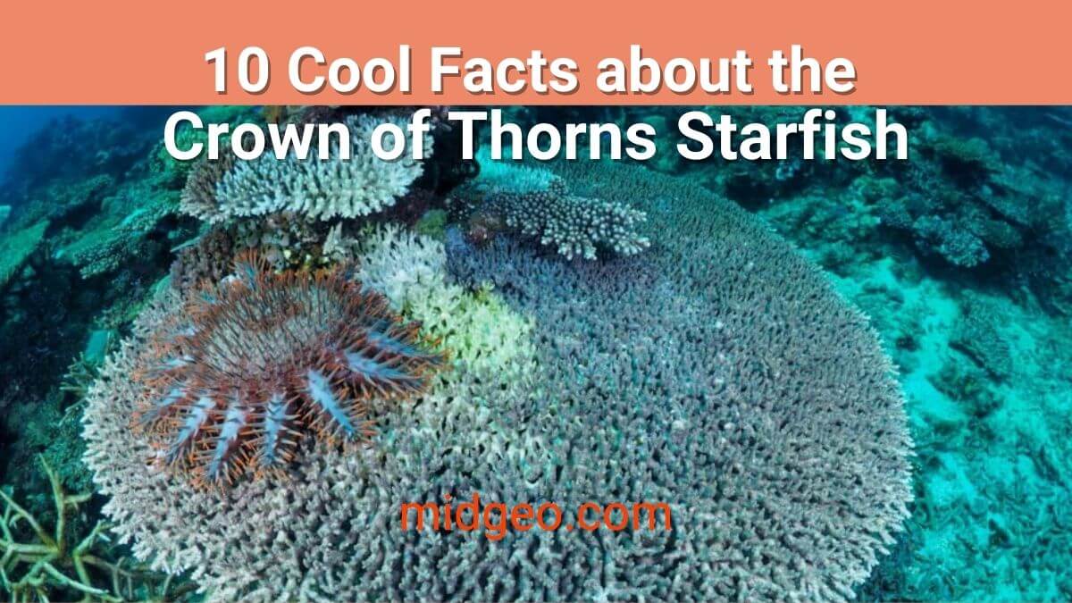 The Ultimate Guide To Crown Of Thorns Starfish Outbreak