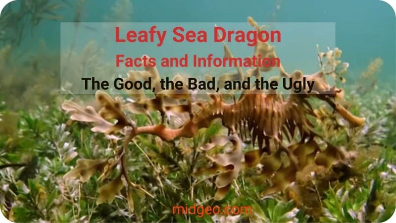 Leafy Sea Dragon Facts And Information - Marine Species