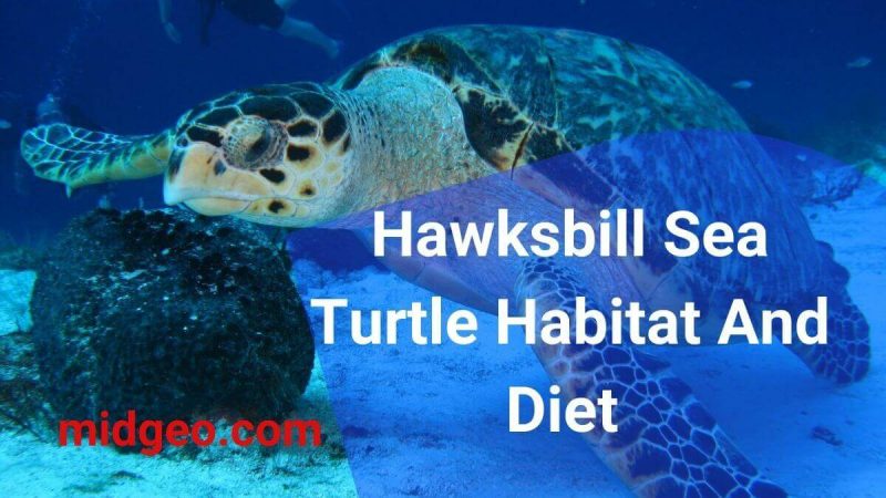 Glowing Hawksbill Sea Turtle Facts - Endangered Species